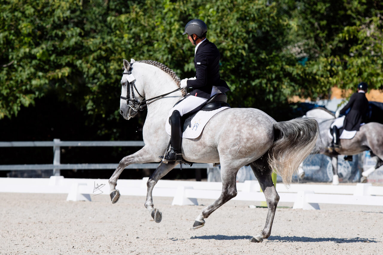 ALTANERO CCIII - Yeguada Cartuja
