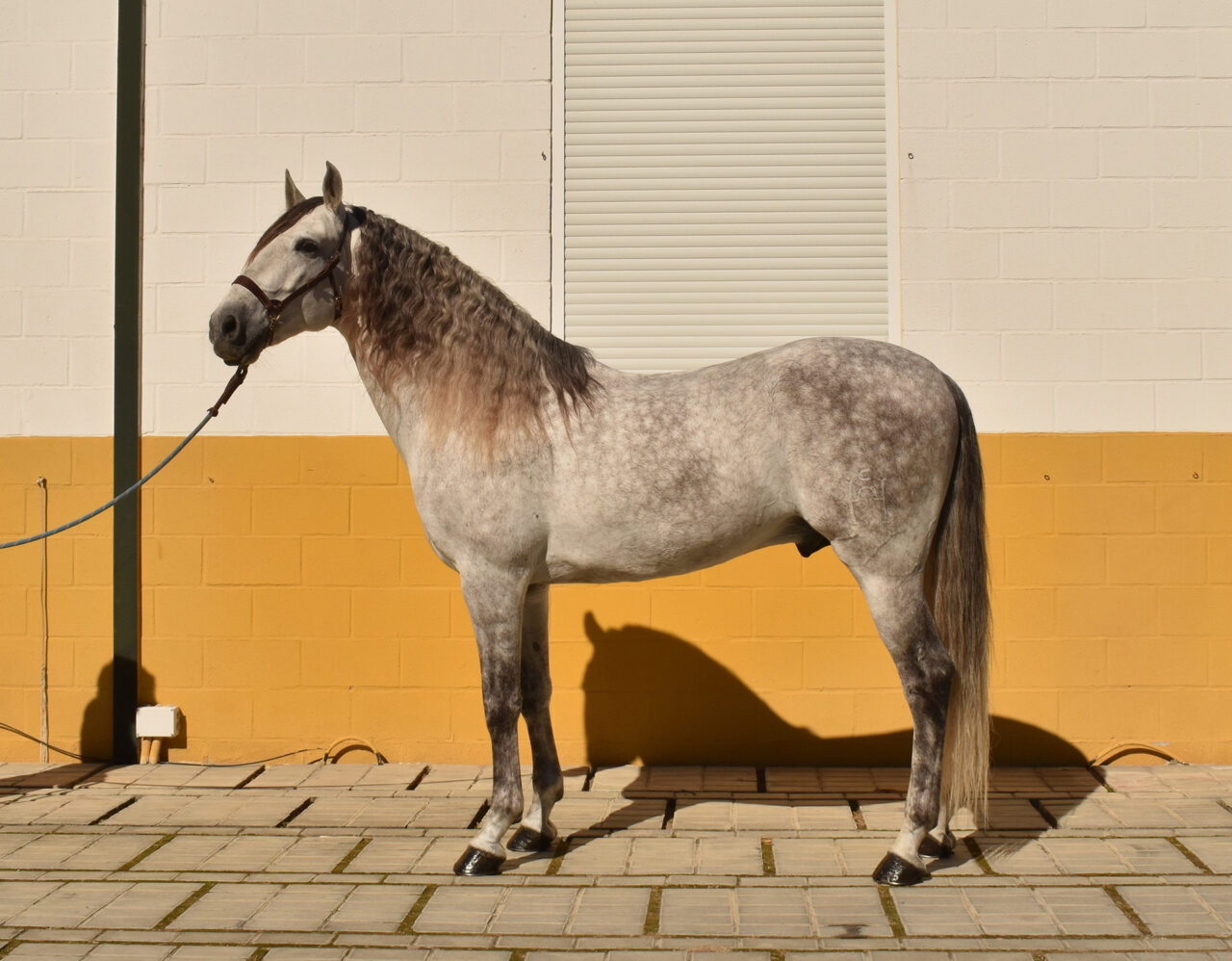 ALTANERO CCIII - Yeguada Cartuja